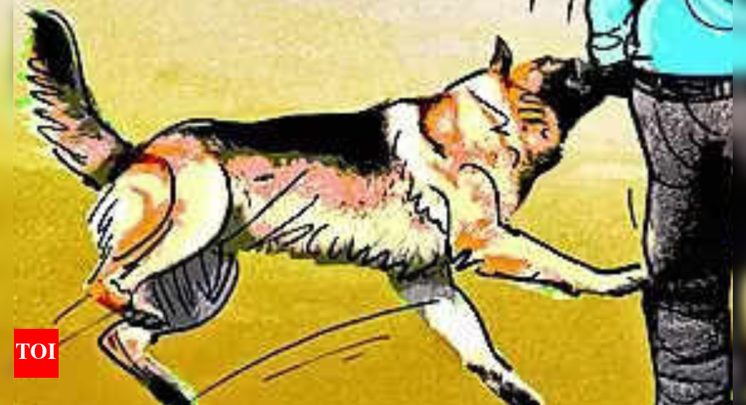 Dog Owner in Ahmedabad Gets One Year Jail Sentence for Canine Attacks ...