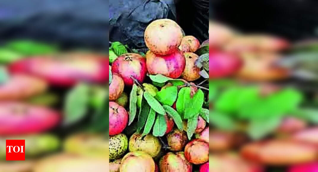 Allahabadi Guava: ‘allahabadi Guava’ To Enter England & Dubai Markets ...
