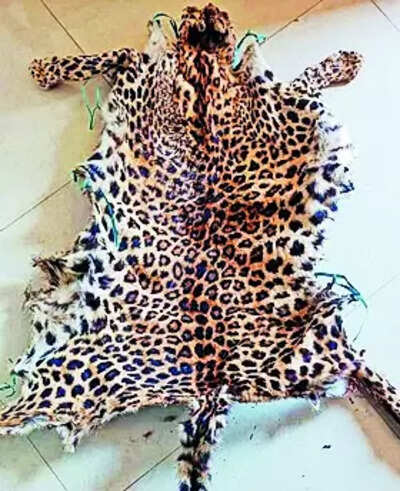 Leopard Hide: STF seizes leopard hide in Boudh - Latest News ...