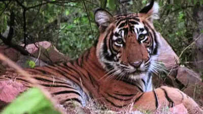 Tiger: Tiger Spotted in Mustard Fields of Rewari: Drone Searches for It ...