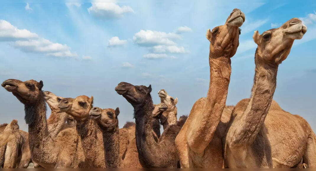 Famous fairs in India that showcase cultural diversity | Times of India ...