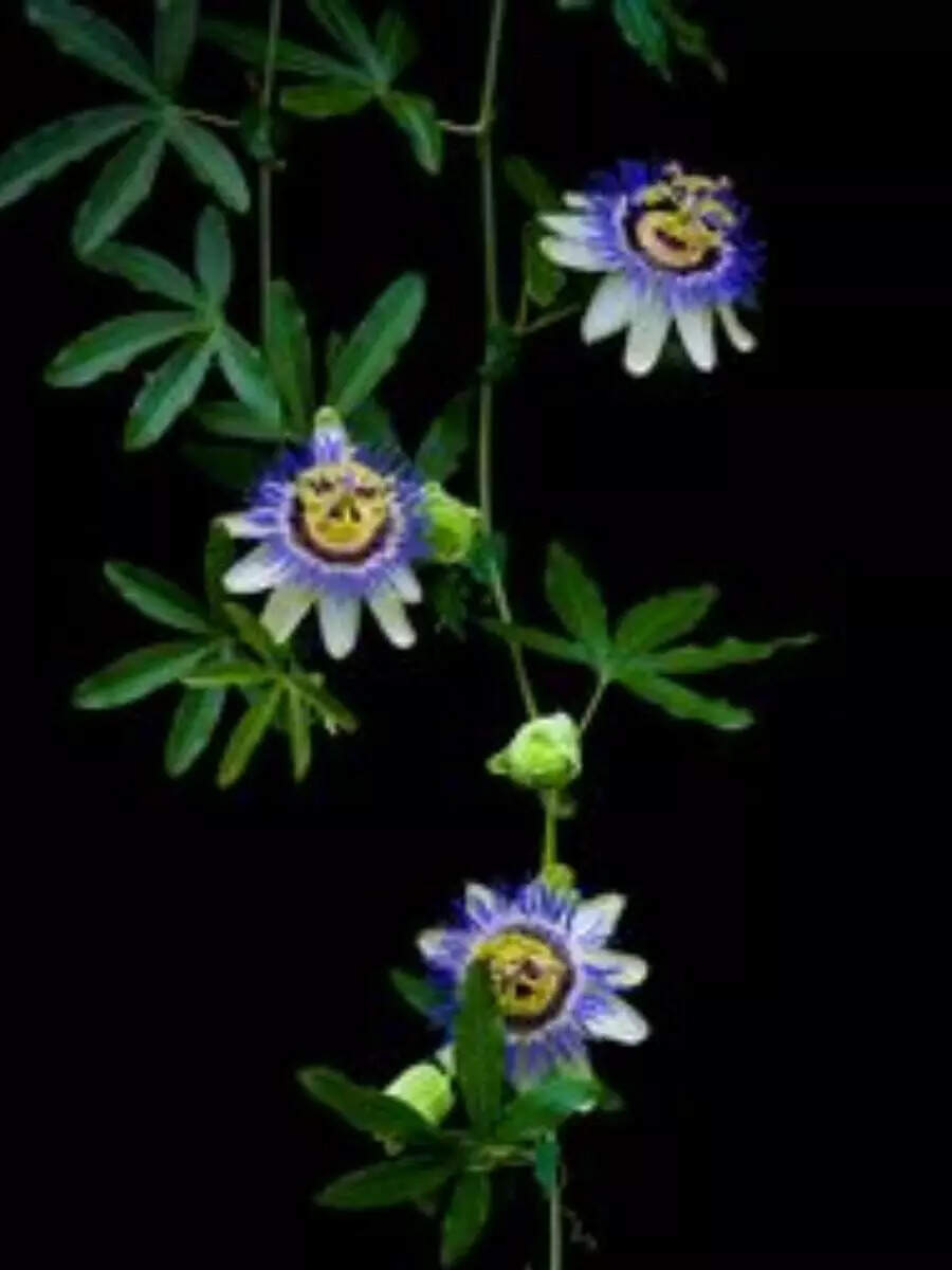 Easy Passion Flower Face Mask Recipes For Glowing Skin | Zoom TV