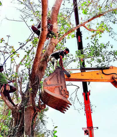 Greens Translocate 90 Trees On Karkala-mala Nh Stretch | Mangaluru News ...