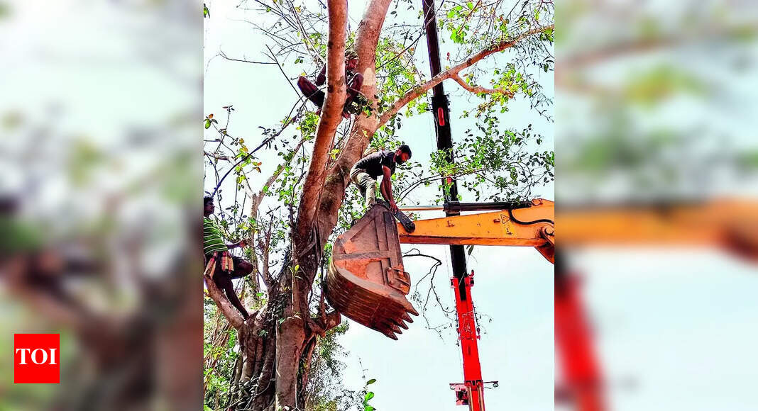 Greens Translocate 90 Trees On Karkala-mala Nh Stretch | Mangaluru News ...