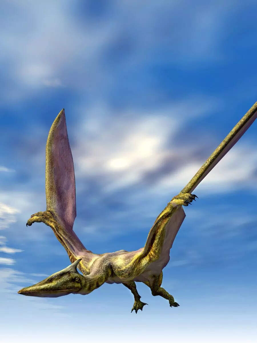 10 Most Dangerous Flying Reptiles That Are Now Extinct | Times Now