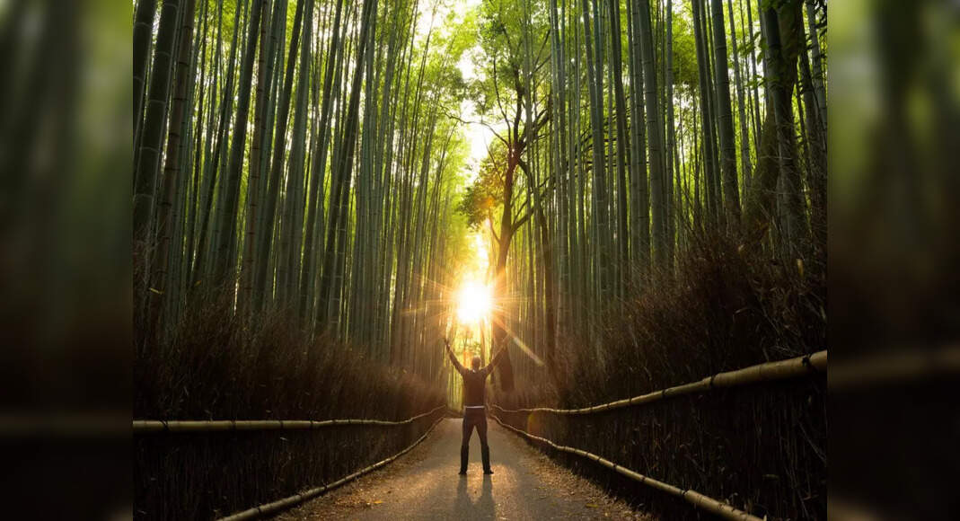 What are sacred forests and where to find them?, World - TimesTravel