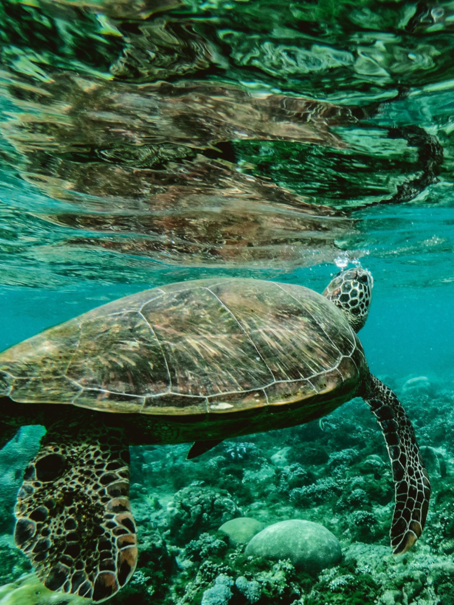 9 Strangest Sea Creatures From The Depths Of The Ocean | Times Now