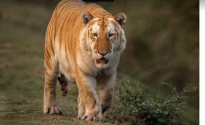 Golden Tiger surfaces in Kaziranga | Guwahati News - Times of India
