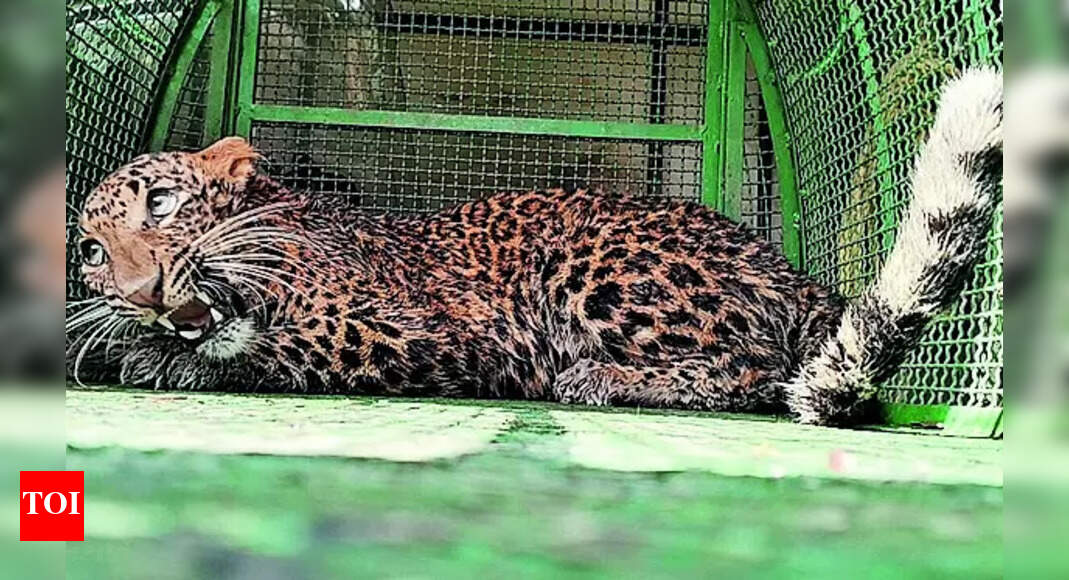 Leopard Attacks: 3,000 Cases Of Farm Damage & Leopard Attacks In 18 Years | Navi Mumbai News ...