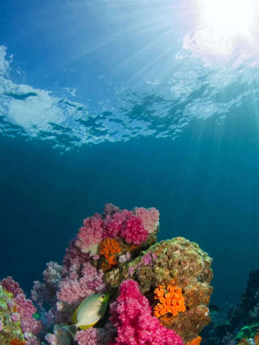 10 sea animals that are nature's marvels | Times of India