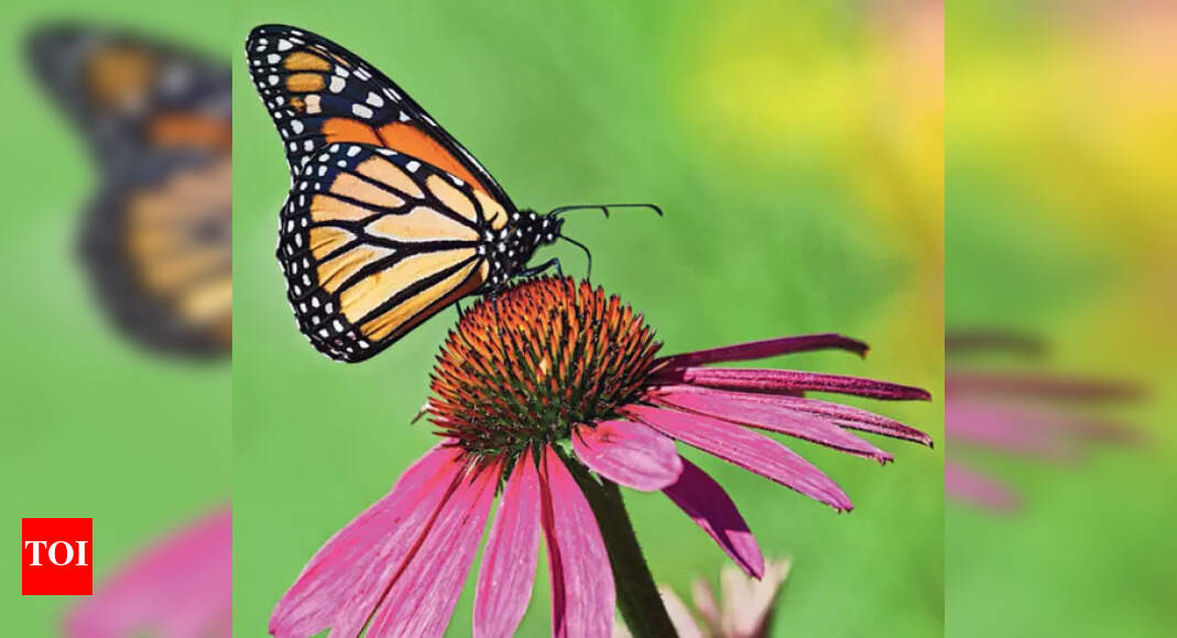 ‘Plants are moving beyond pollinators now, undoing coevolution millions ...