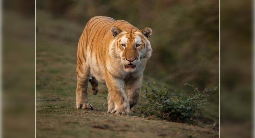 Rare golden tiger sighting in Kaziranga National Park stuns people ...