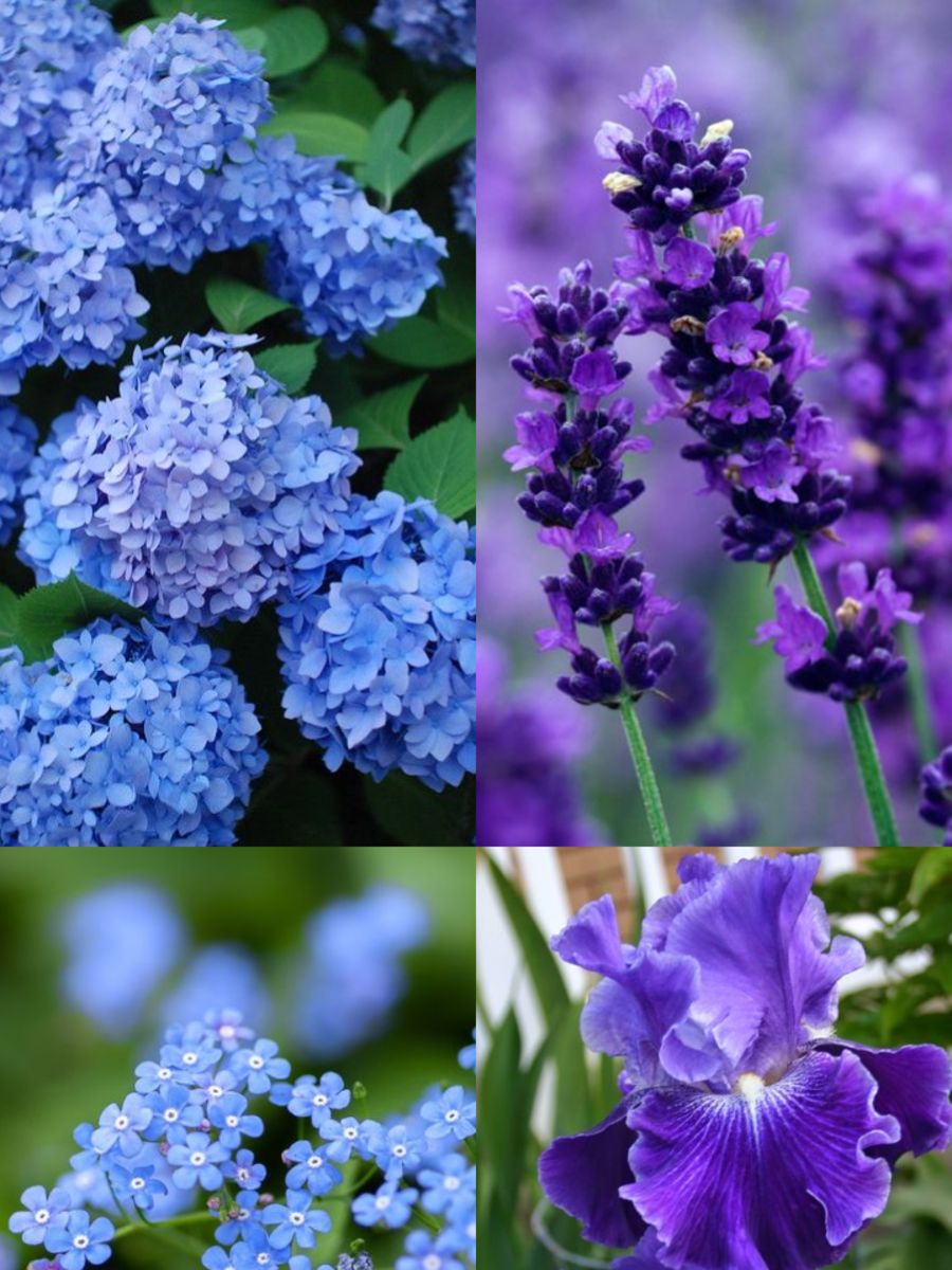 10 Flowers That Represent Inner Peace | Times Now