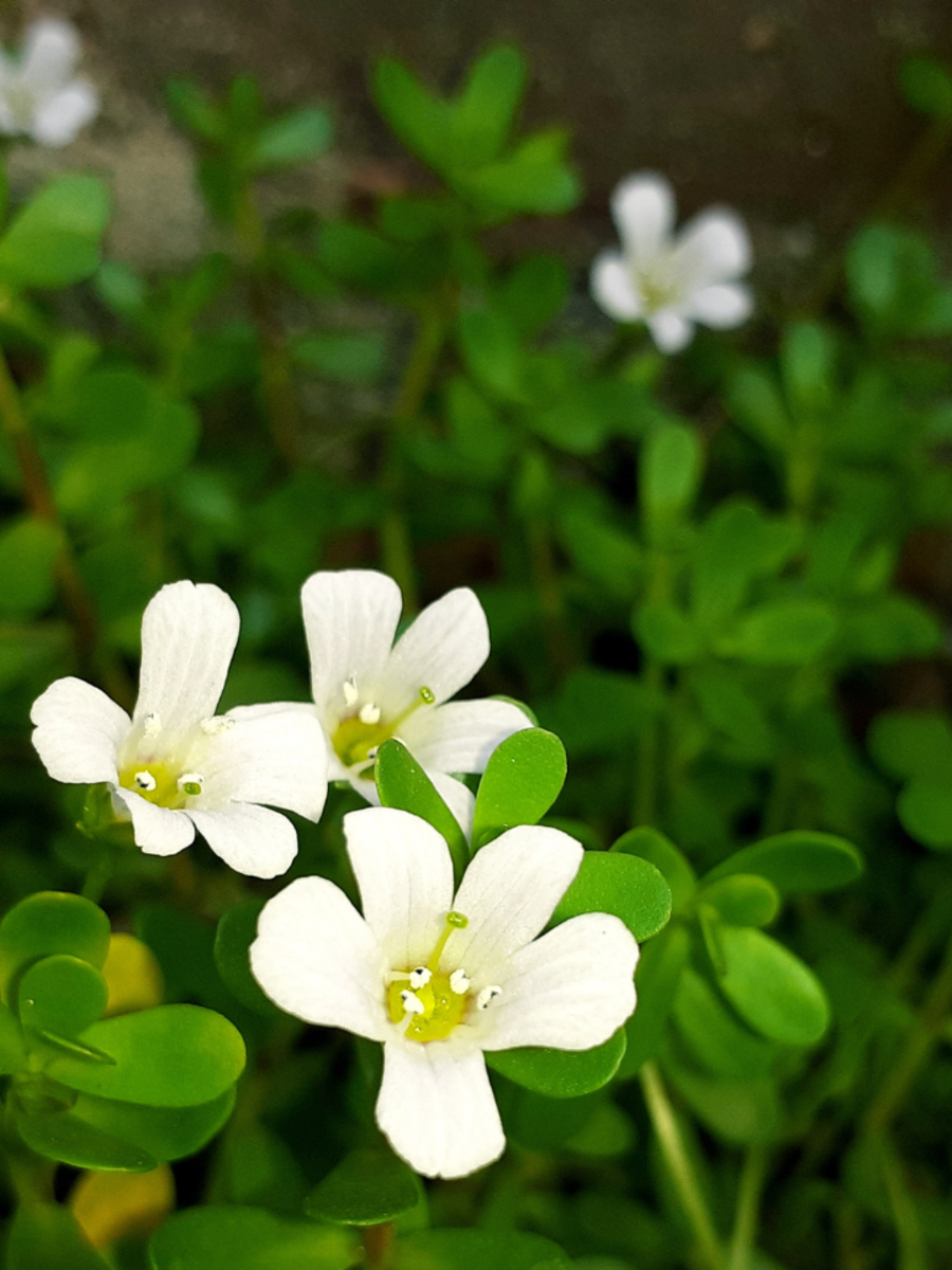 9 Ayurvedic Uses Of Brahmi | Times Now