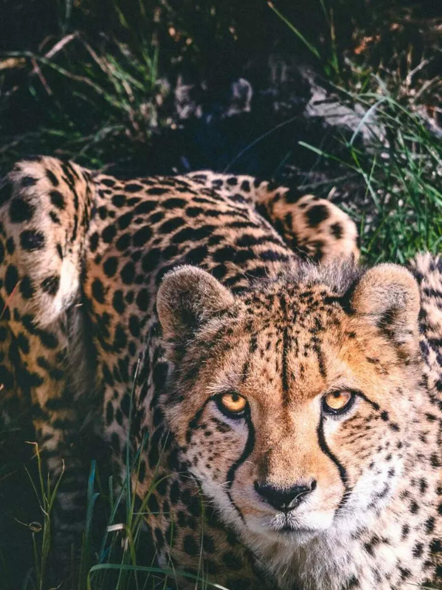 5 Fastest Animals In The World | Times Now