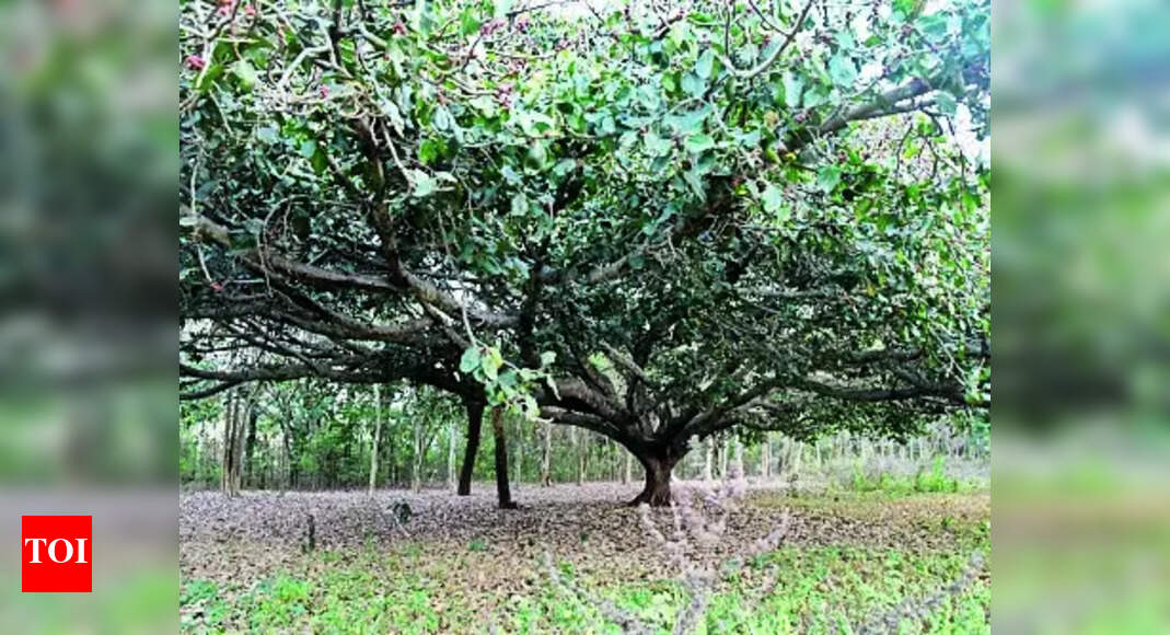 Green Library: Four years on, Bangalore varsity’s green library plan ...