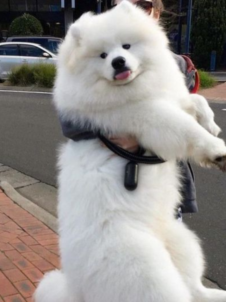 7 Worlds Expensive Dogs | Times Now