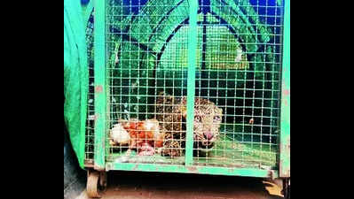 Leopard Chasing Cat Falls into Well, Rooster Used as Bait for Rescue ...