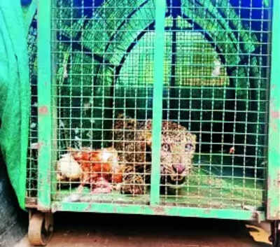 Leopard Chasing Cat Falls into Well, Rooster Used as Bait for Rescue ...