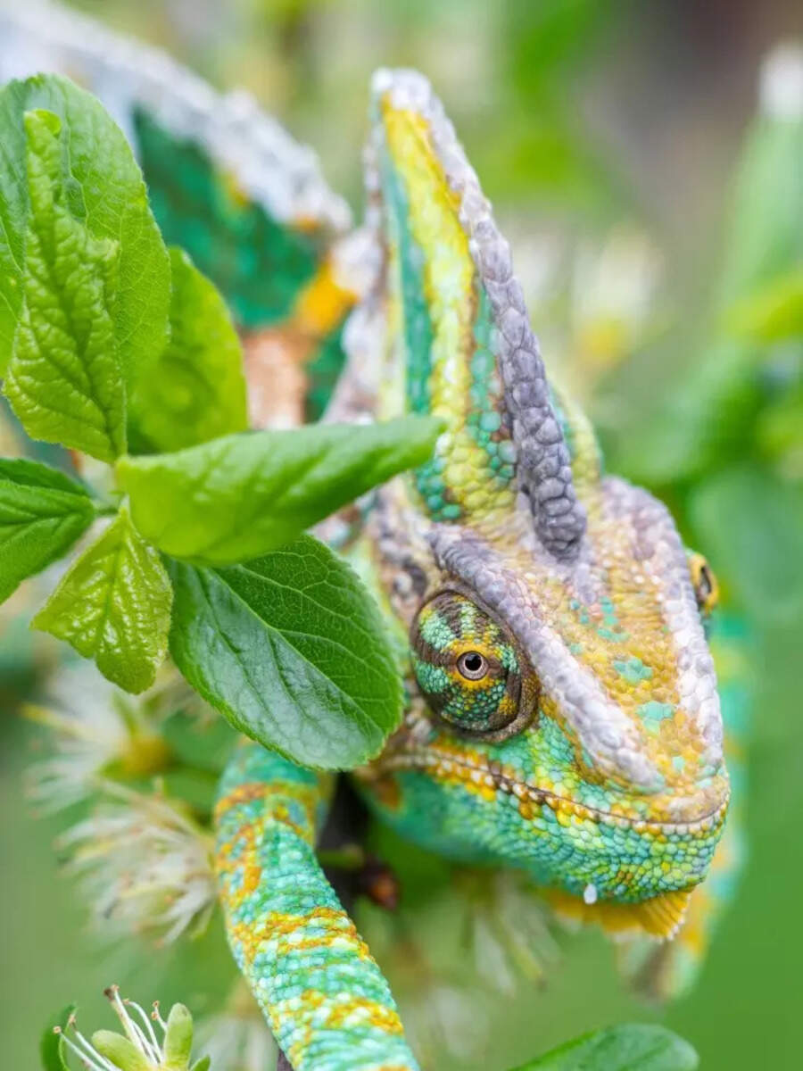 11 animals that change colour | Times of India