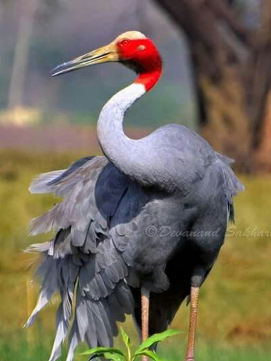 Top 10 Unique Bird Species Of India | Times Now