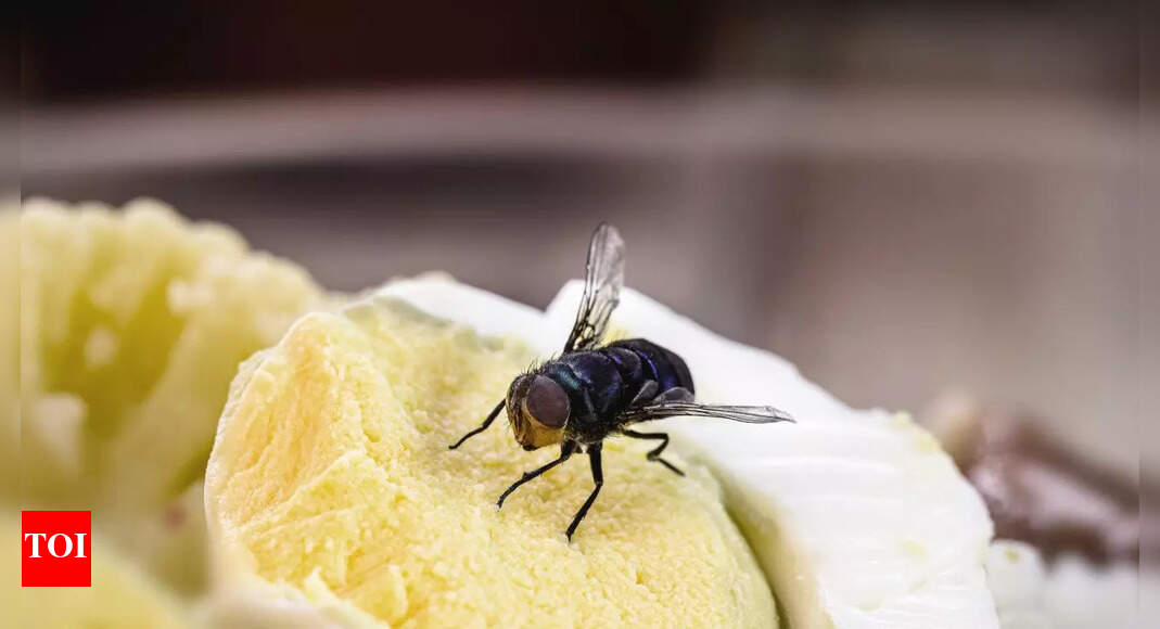 Simple Kitchen Hacks to Keep Insects and Flies at Bay | - Times of India