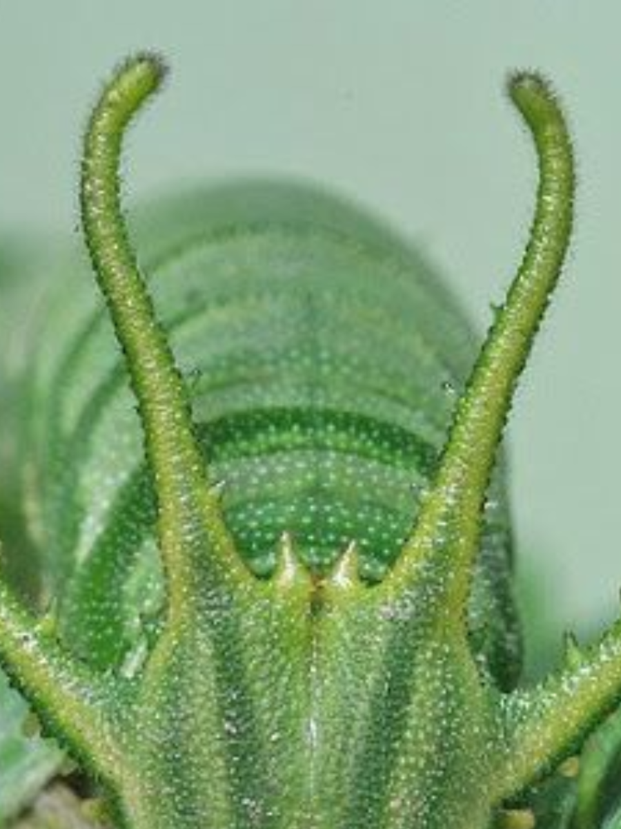 Insects That Have Dragon In Their Names | Times Now