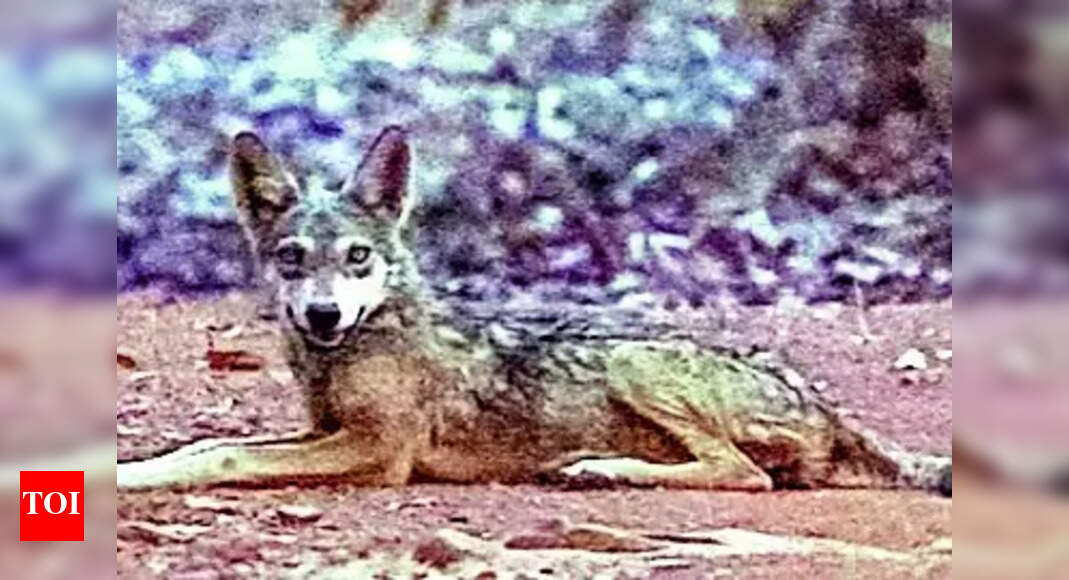 Indian Wolf: Indian Wolf Sighted at National Chambal Sanctuary After 2 ...