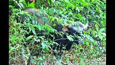 Gaur Attacks: Multiple Injuries in Gaur Attacks - Kolhapur District ...