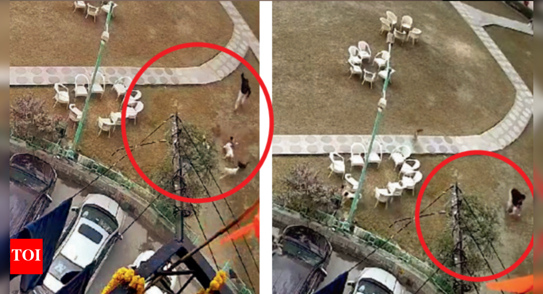 Stray Dogs Attack: 2-Year-Old Attacked by Stray Dogs in Condo Park ...