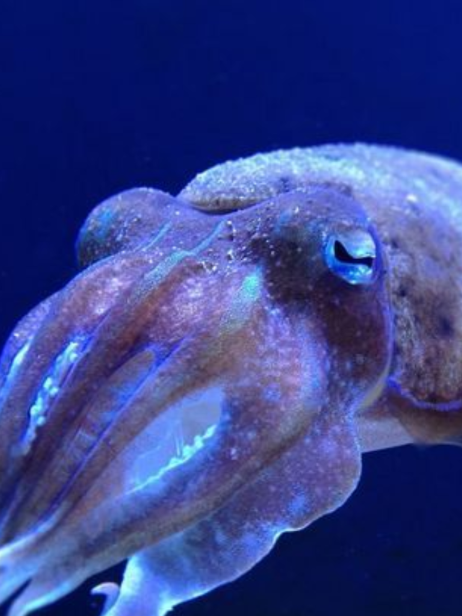 6 Animals That Change Colour | Times Now