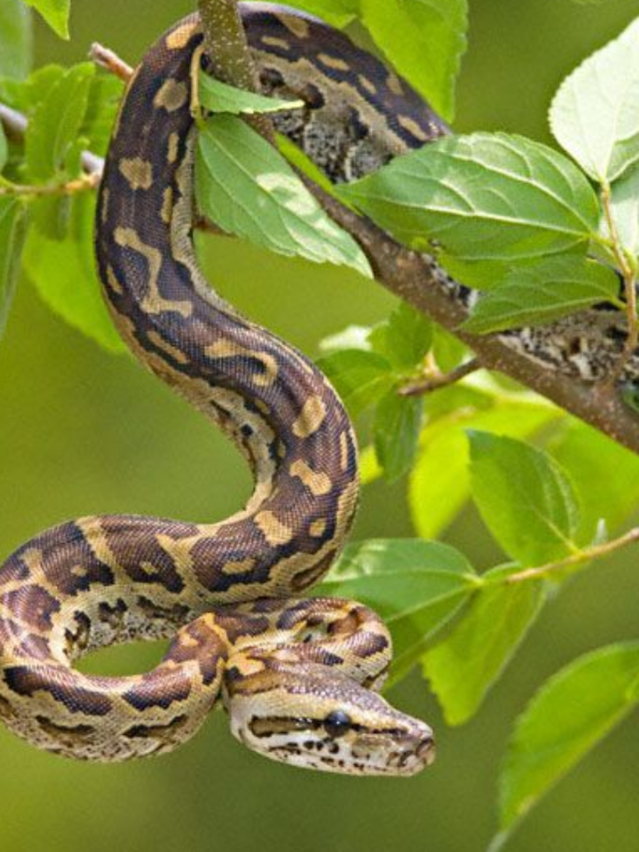 7 Deadliest Snakes Found In India | Times Now