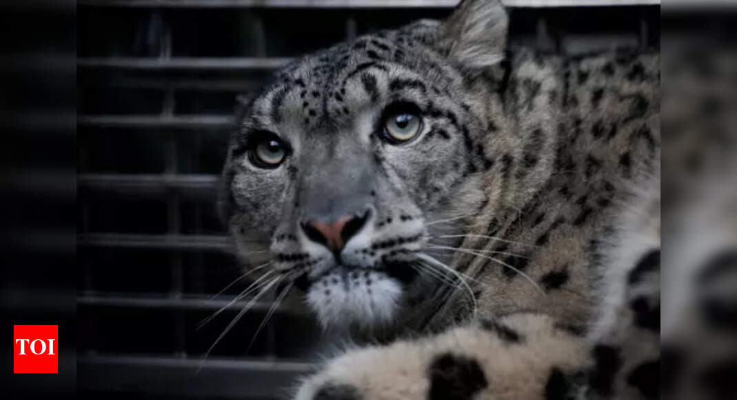 India's Official Count of Elusive Predators: Snow Leopards | - Times of ...