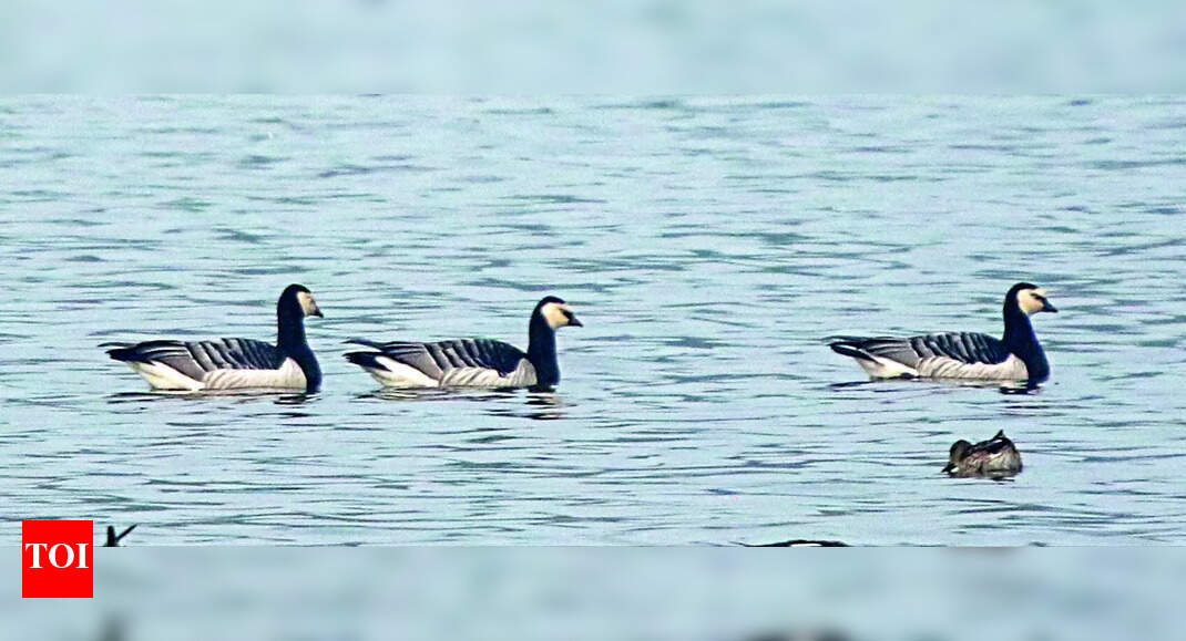 Barnacle Geese: Three Barnacle Geese Spotted At Mote Majra, A First For ...