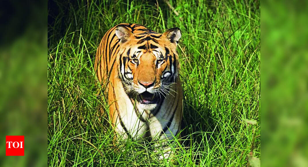 Tiger Victim: Tiger victim’s body moved from forest to farm ‘for aid ...