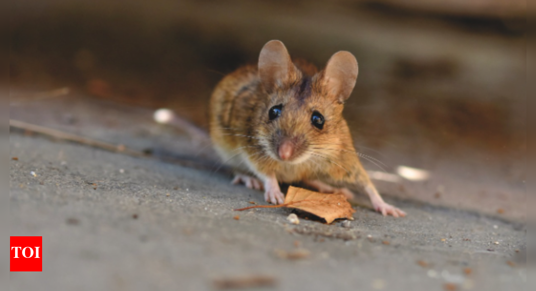 DTU Students: FIR lodged against DTU students for cruelty against mouse ...