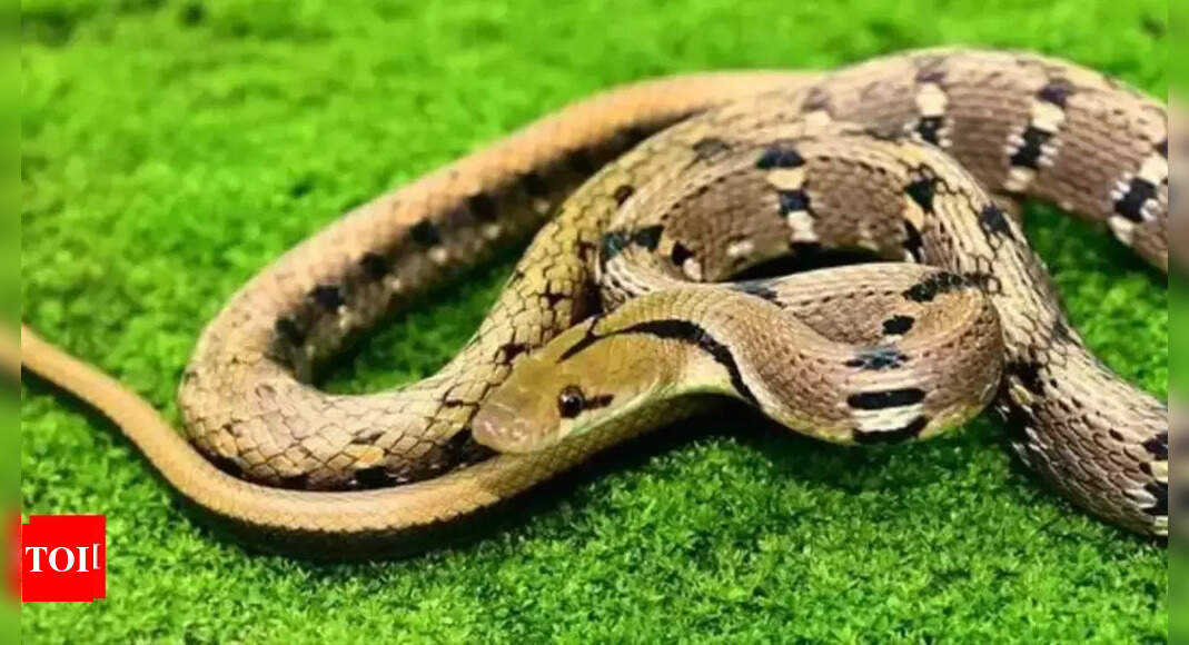 Drunk Holds Snake By Tail: Drunk Man Dies of Snakebite While Playing ...