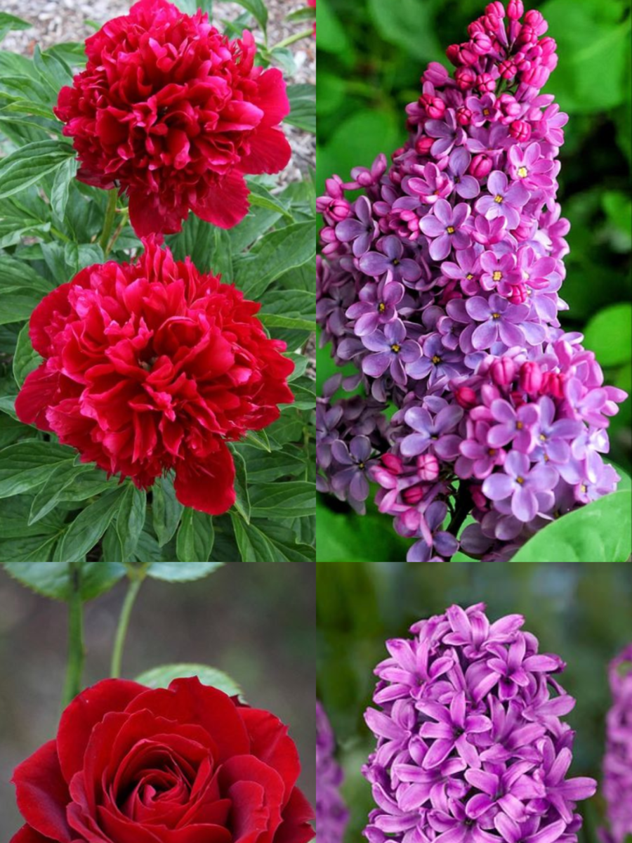 10 Flowers That Represent Desire | Times Now