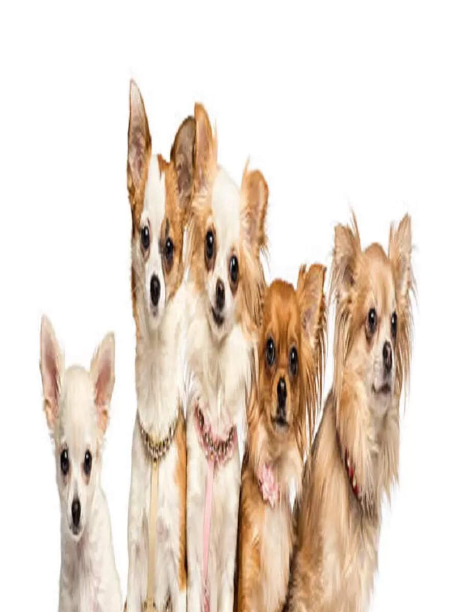 Know what it means to see dogs in your dreams | Times Now