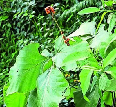 ‘critically Endangered Plant Rescued From Brink Of Extinction ...