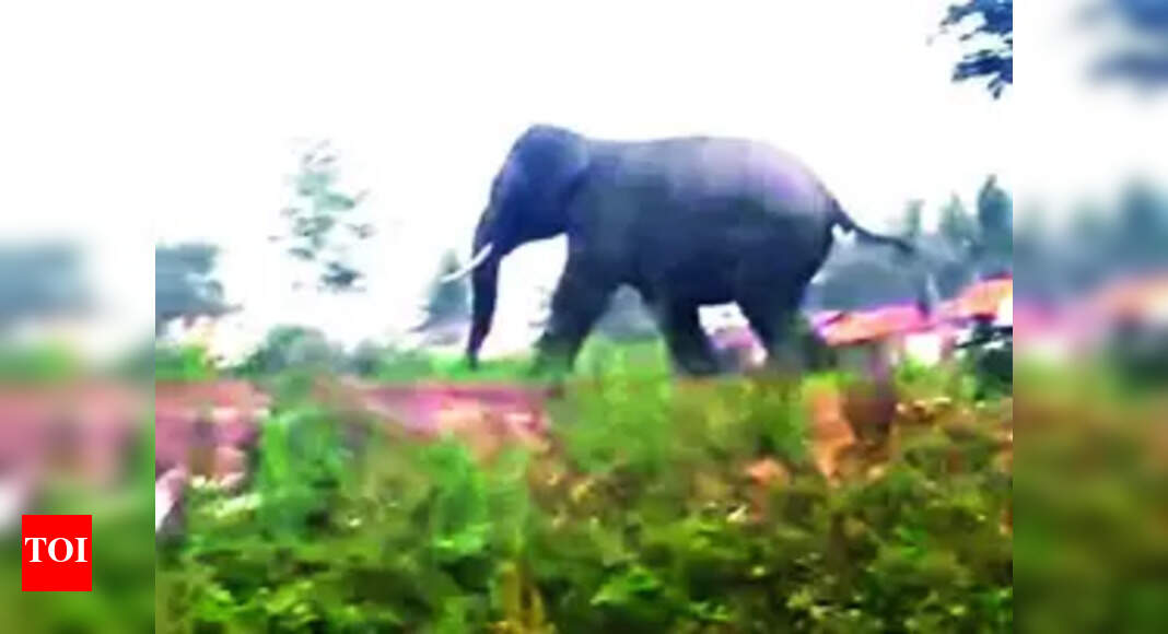 Wild Elephants Kill Man, Cow In Separate Incidents | Salem News - Times ...