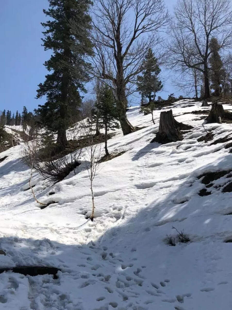 Shimla Snowfall: Shimla Covered In White As City Gets Season’s First ...