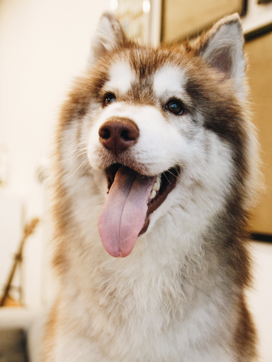 Expected Life Span: Small Dog Breeds vs Large | Times Now