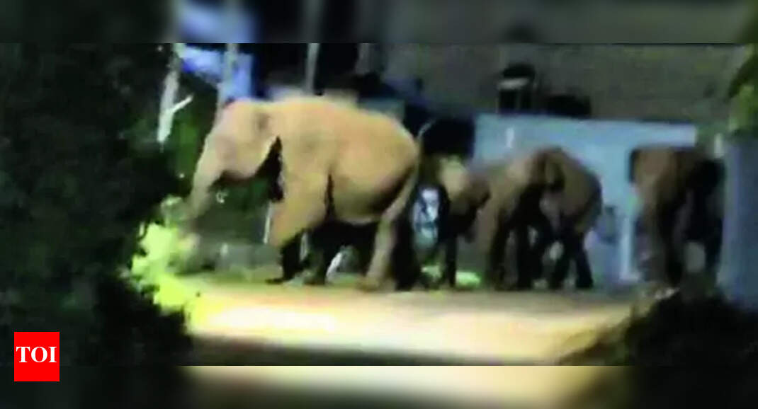 Wild Elephant Herd: Wild Elephant Herd Enters Residential Area, Damages ...