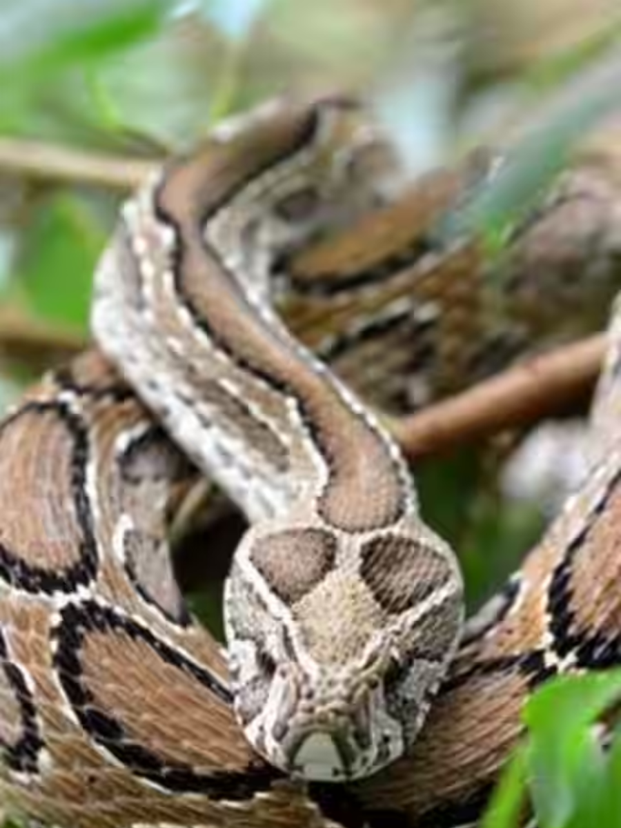 5 Fastest Snakes In The World | Times Now