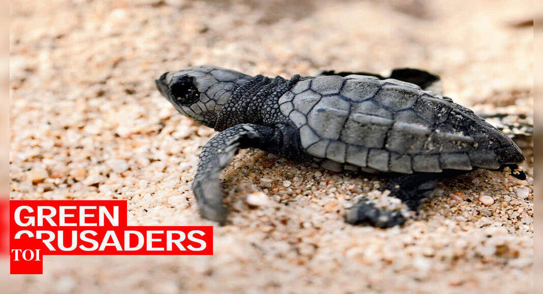 World Sea Turtle Day: How some green crusaders are saving the Olive ...