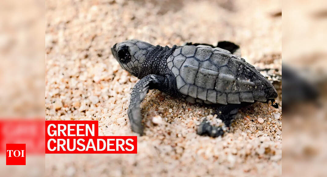 World Sea Turtle Day: How some green crusaders are saving the Olive ...