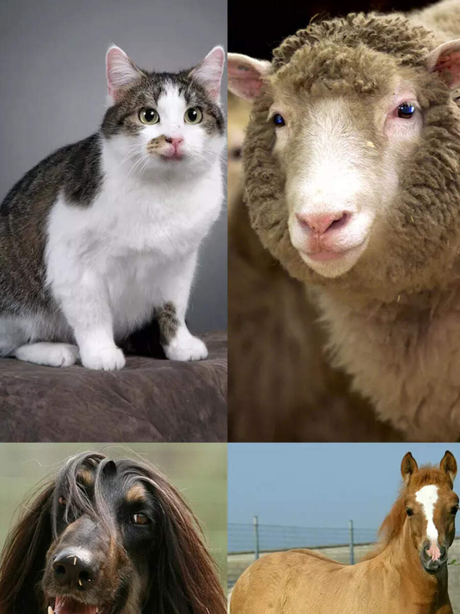 10 animals that have been cloned | Times of India