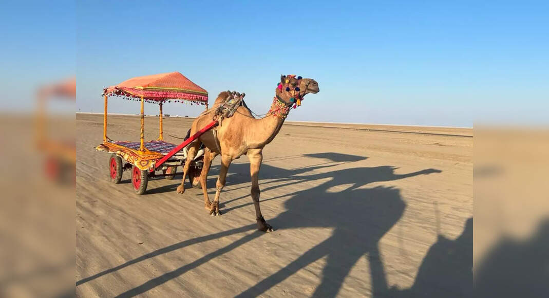 What all one can do at The Great Rann of Kutch | TimesTravel