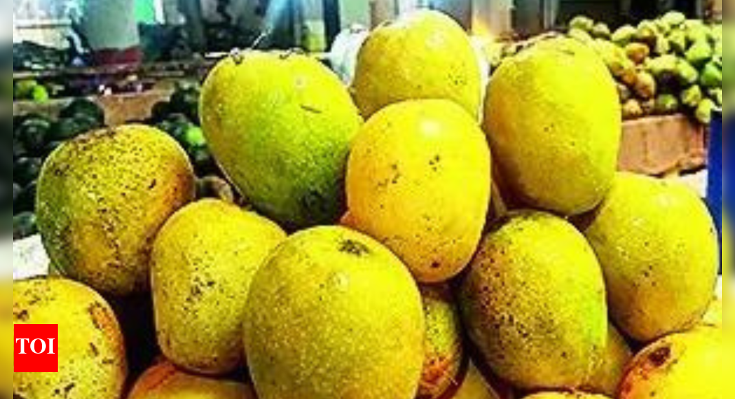 Mancurad mangoes of Goa going for Rs 7,000/dozen | Goa News - Times of ...